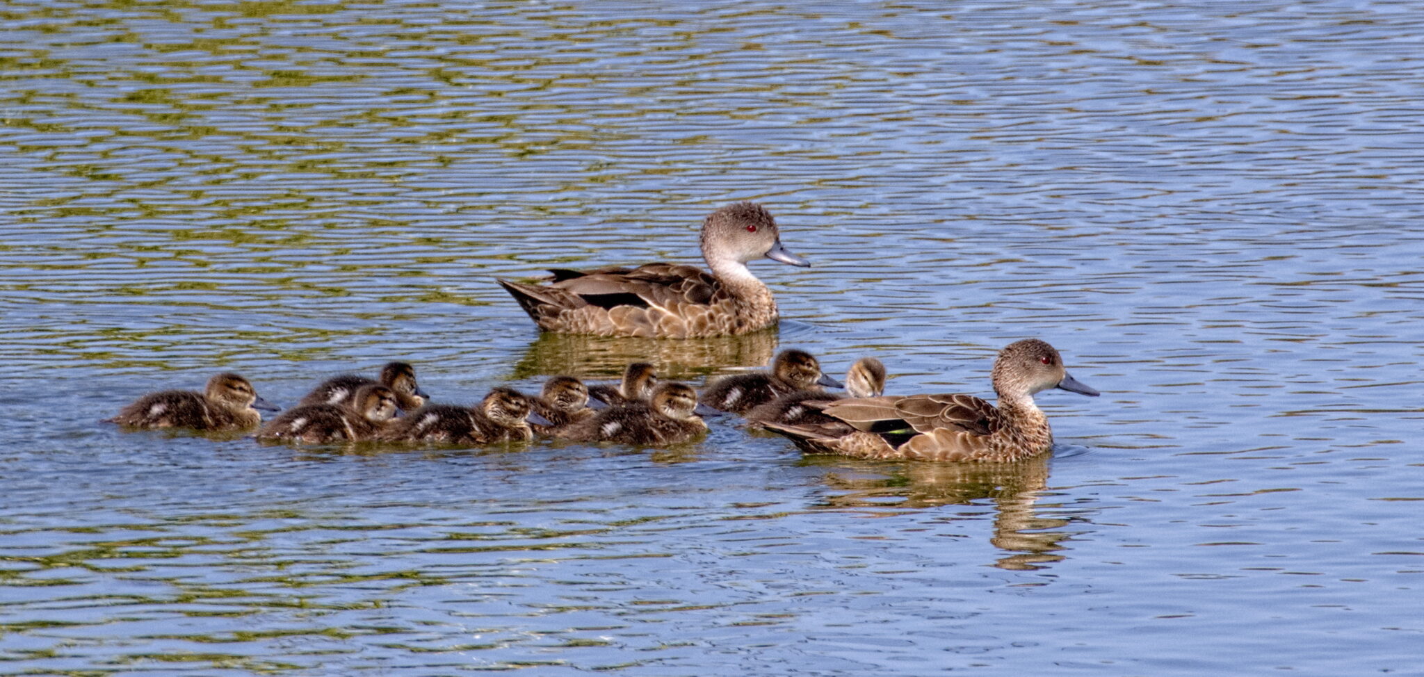 Grey Teal with Ducklings | Great Bird Pics