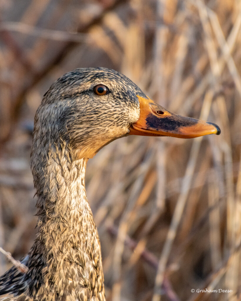 Mallard Headshot | Great Bird Pics