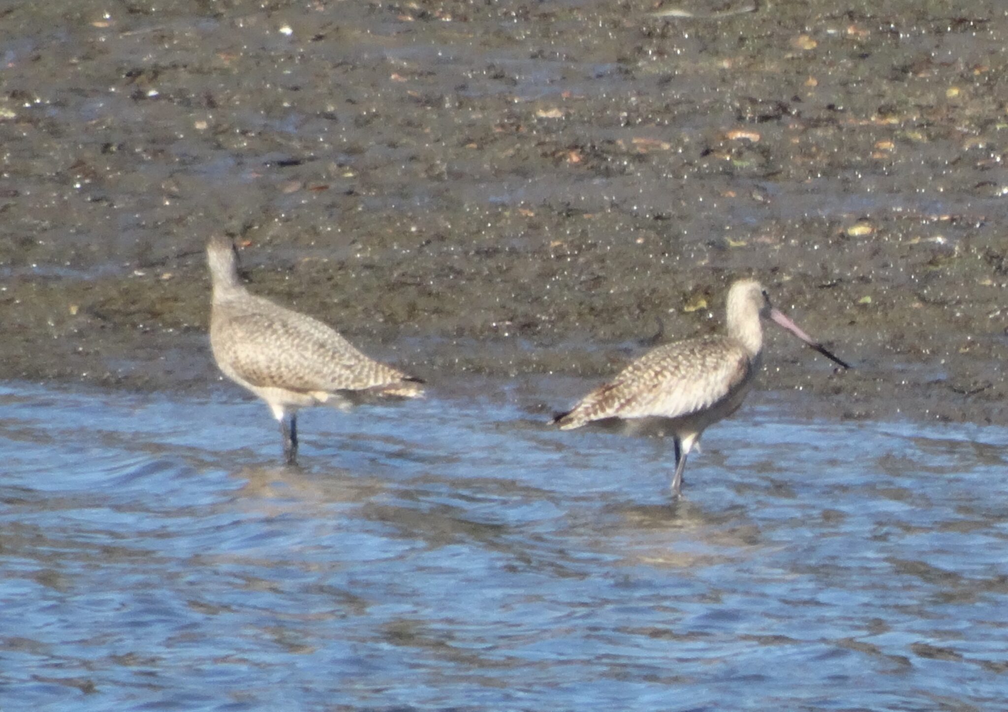 Marbled Godwits | Great Bird Pics