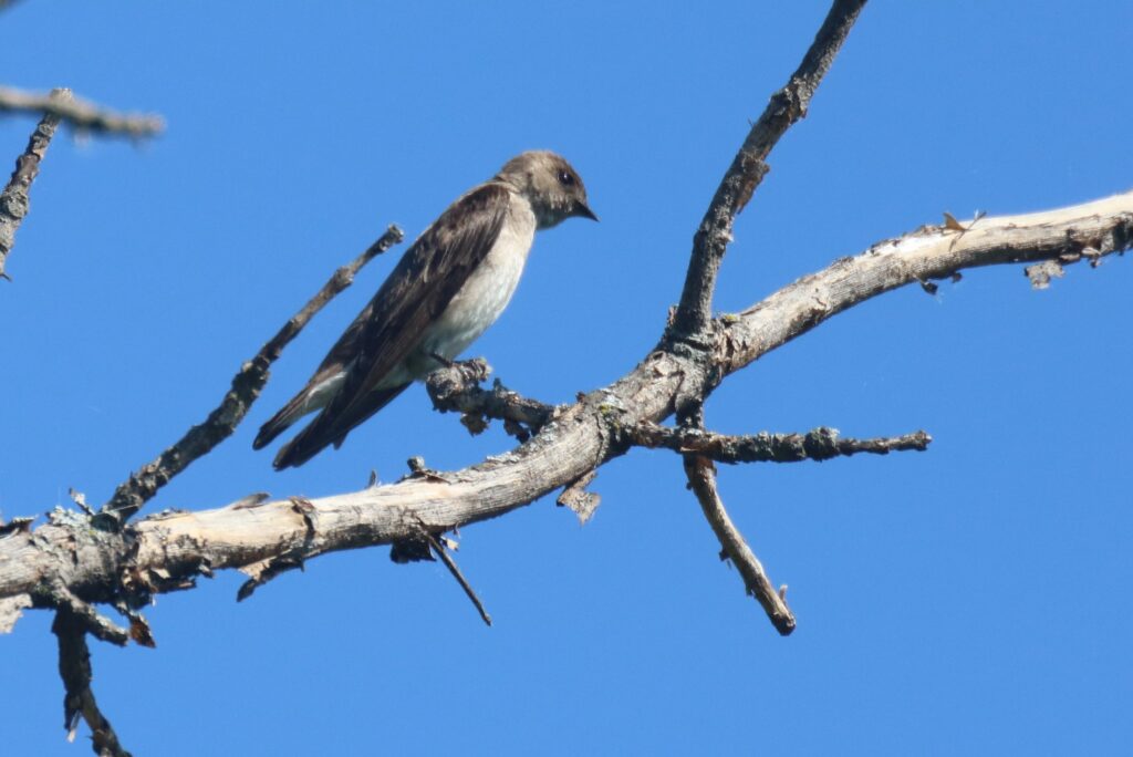 Northern Rough-winged Swallow | Great Bird Pics