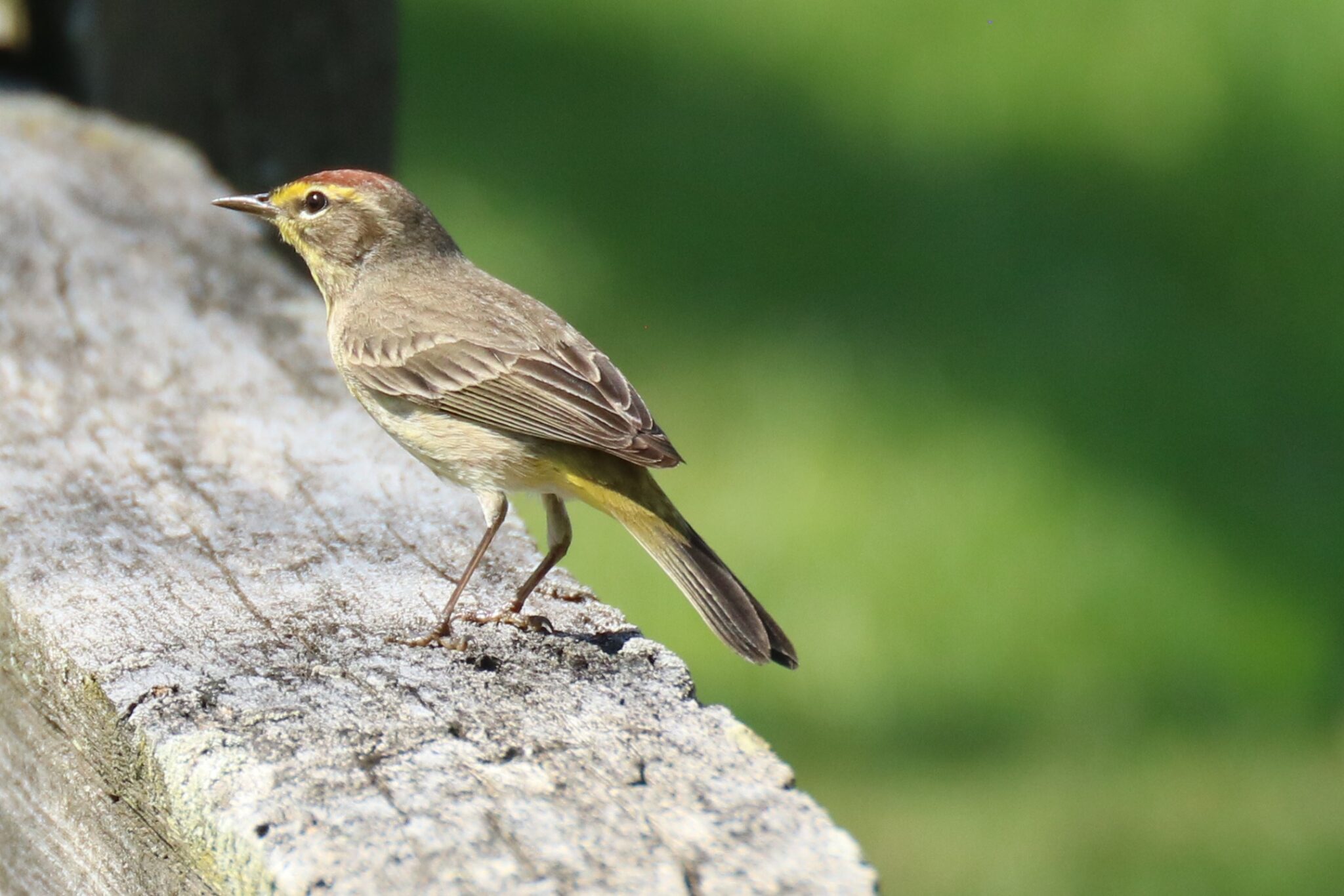 Palm Warbler | Great Bird Pics