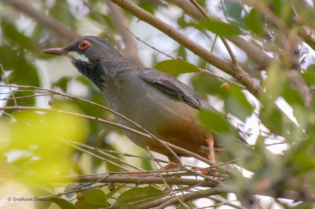 Red-Legged Thrush | Great Bird Pics