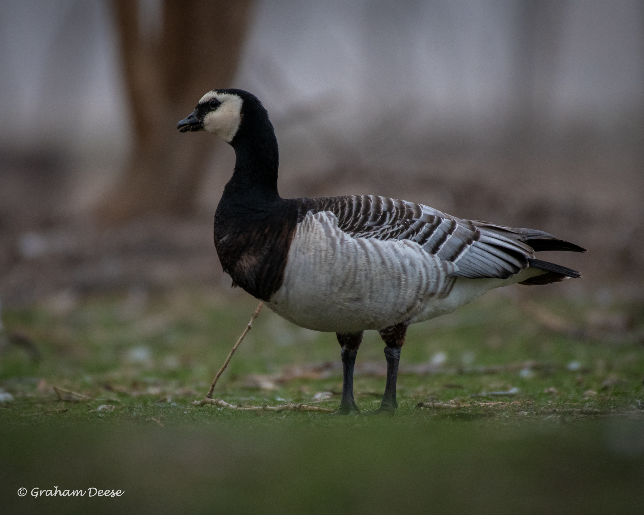 Barnacle Goose | Great Bird Pics