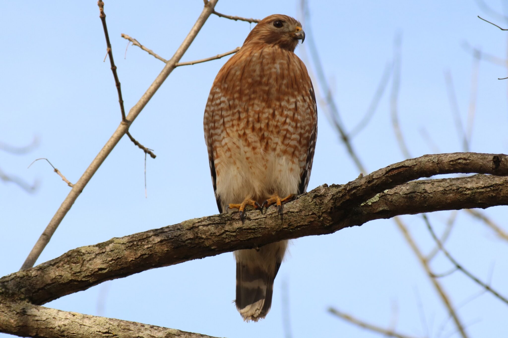 Red-shouldered Hawk | Great Bird Pics