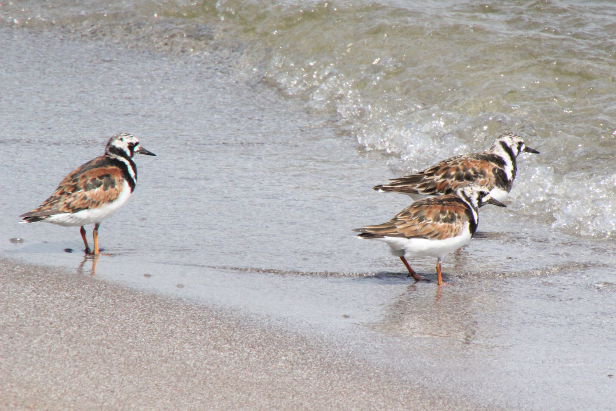 Ruddy Turnstones | Great Bird Pics