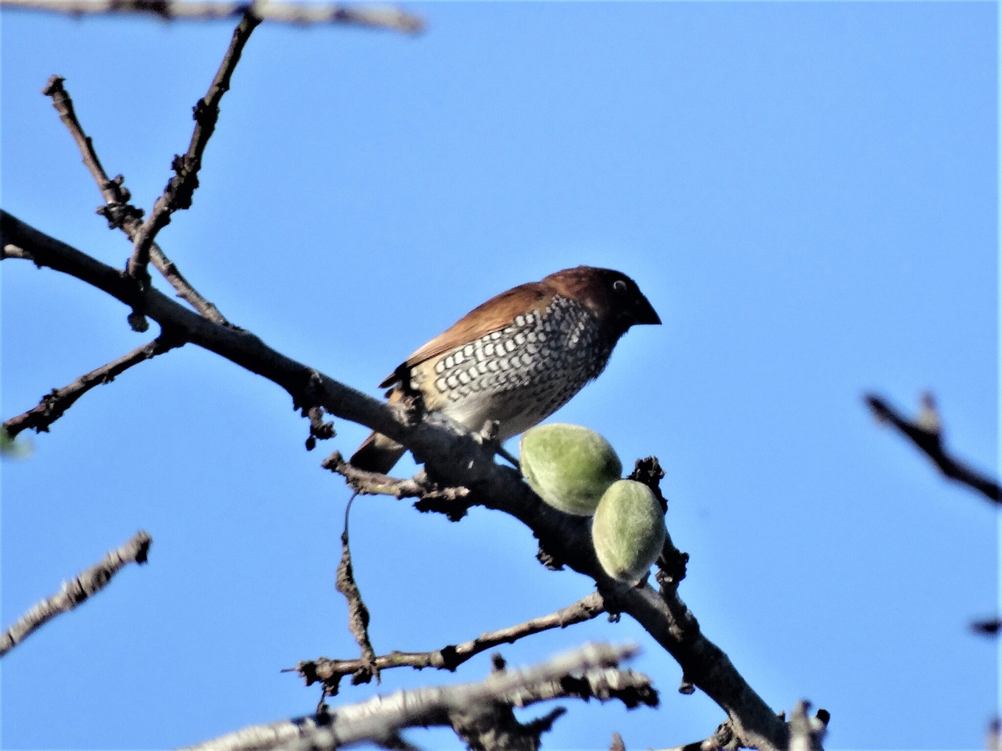 Scaly-breasted Munia | Great Bird Pics
