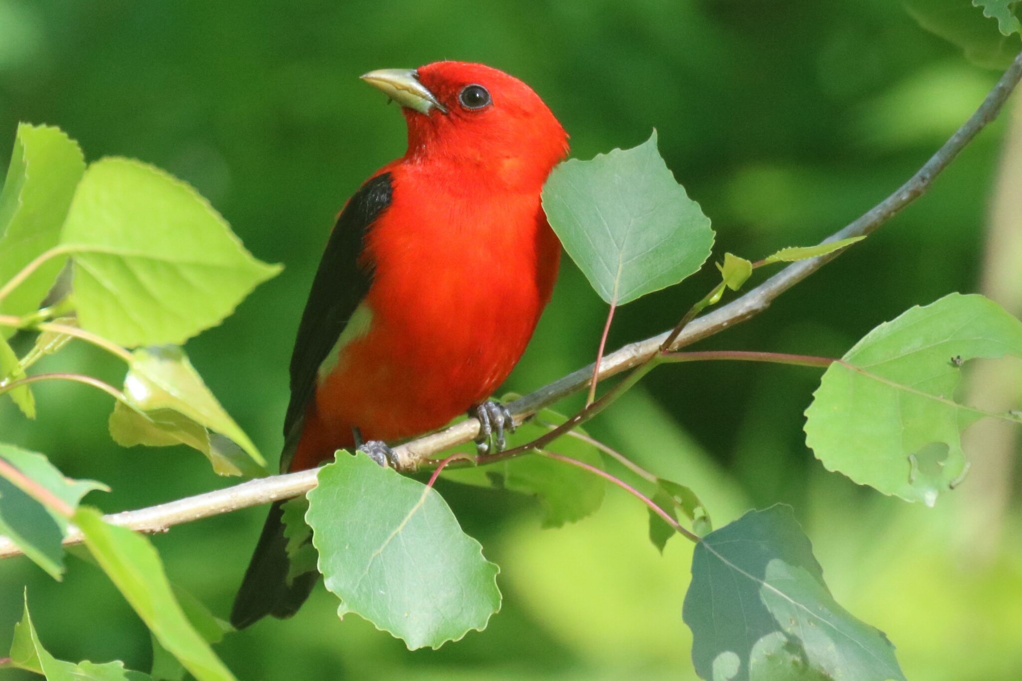 Scarlet Tanager | Great Bird Pics