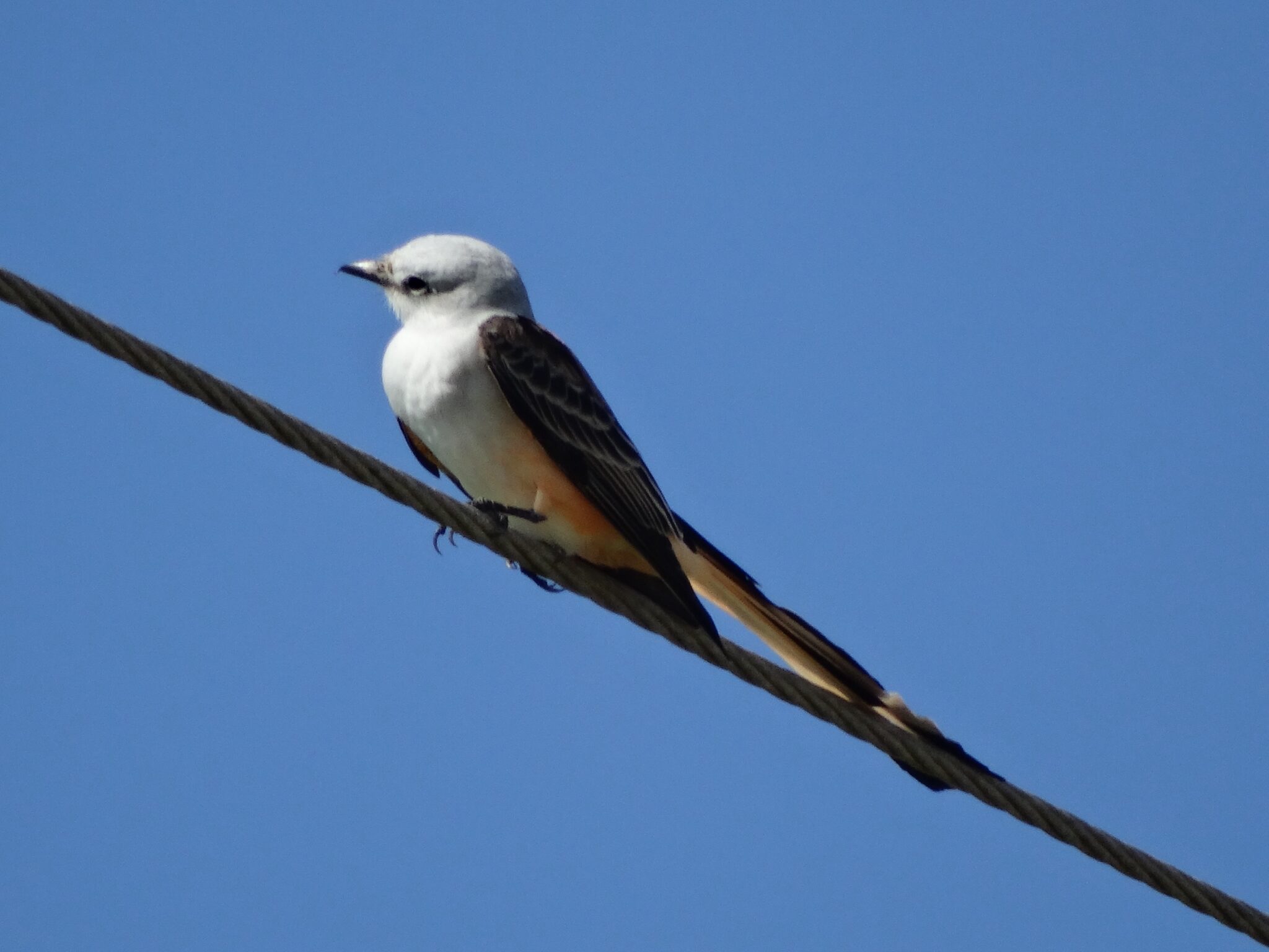 Scissor-tailed Flycatcher | Great Bird Pics