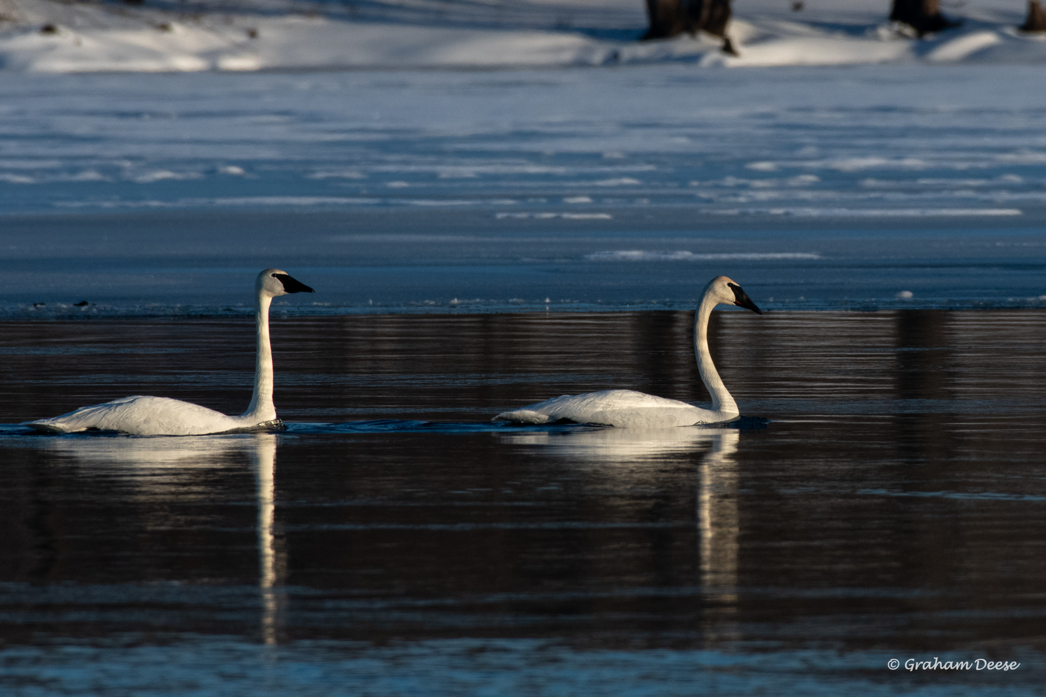 Trumpeter Swan | Great Bird Pics