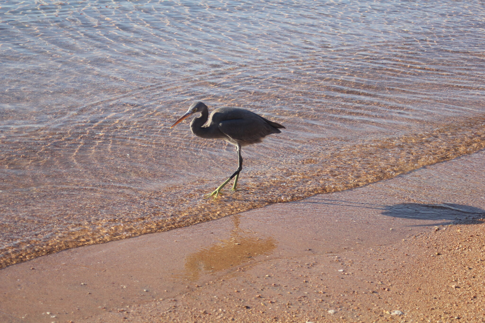 Western Reef-heron | Great Bird Pics