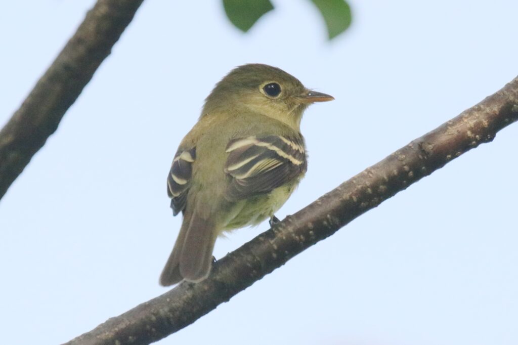 Yellow-bellied Flycatcher | Great Bird Pics