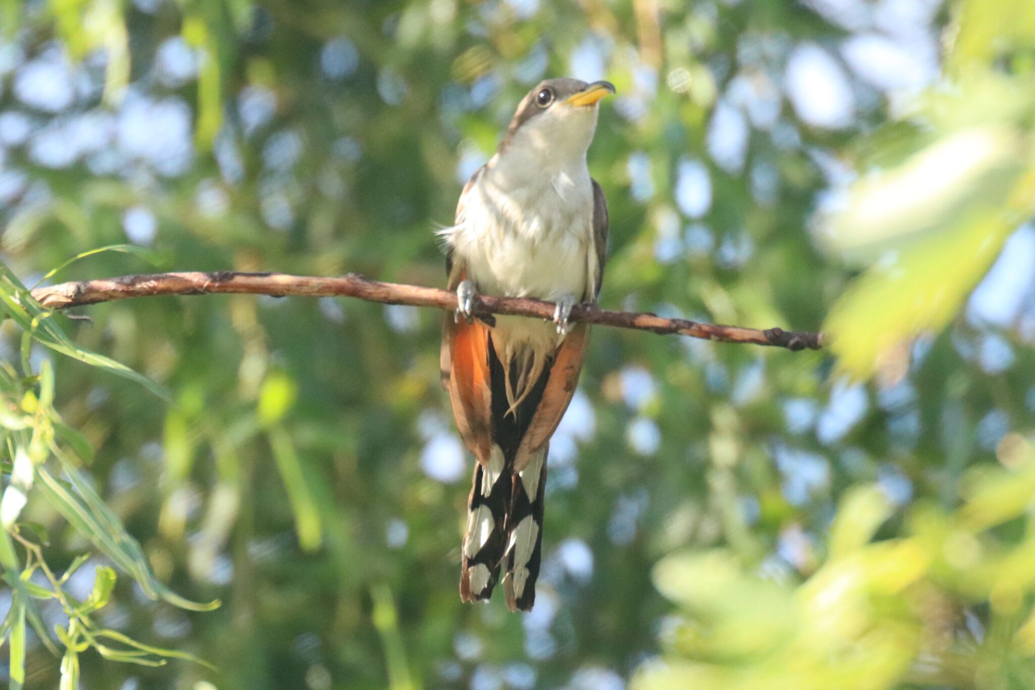 Yellow-billed Cuckoo | Great Bird Pics