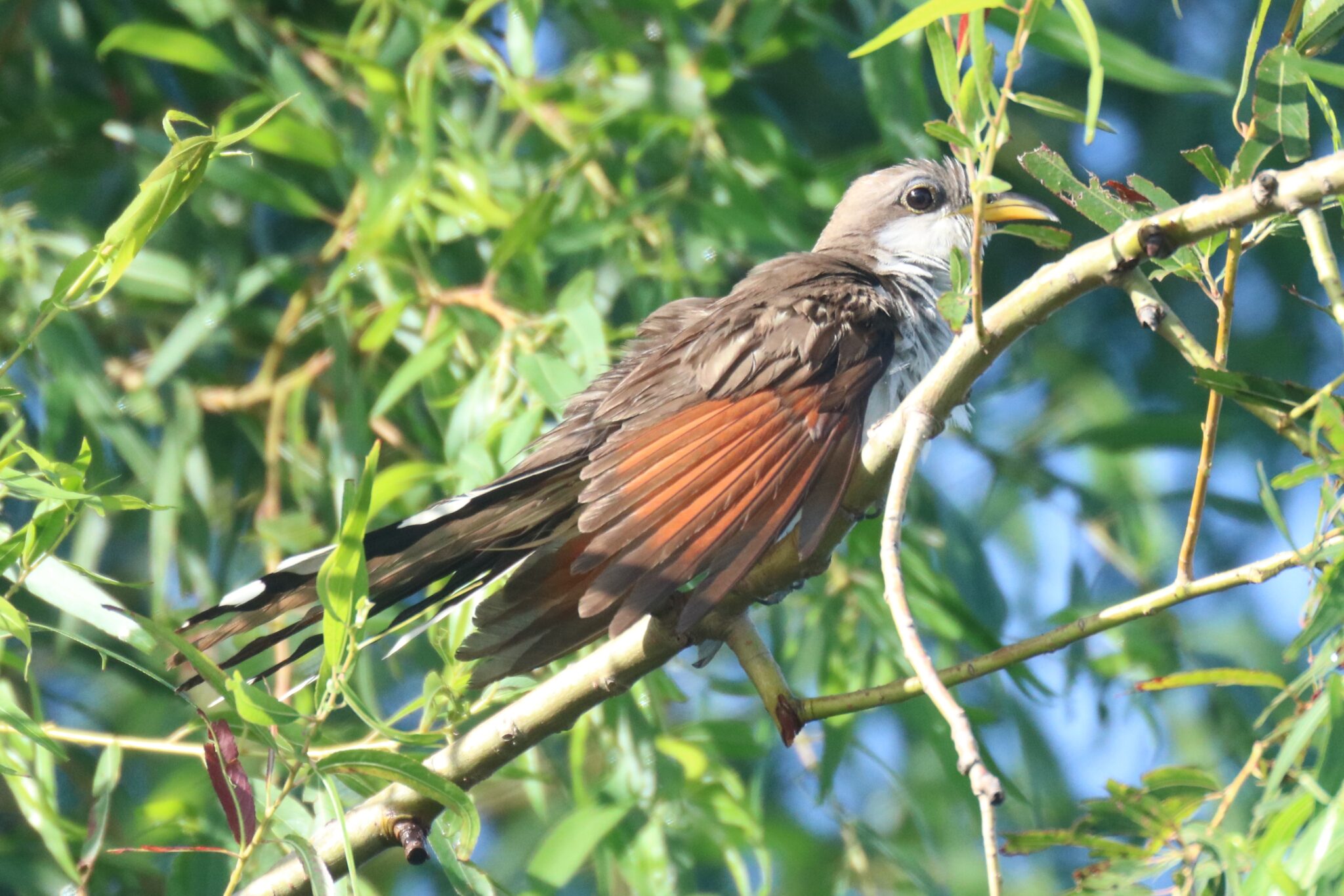 Yellow-billed Cuckoo | Great Bird Pics