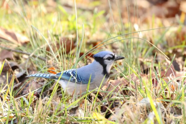 Blue Jay | Great Bird Pics