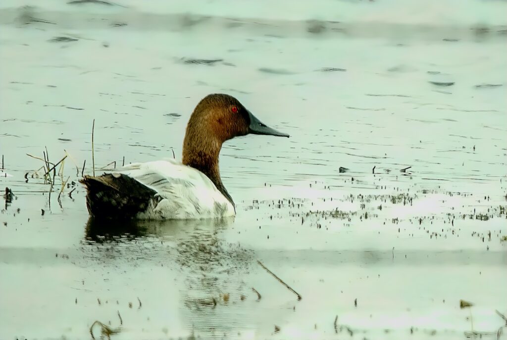 Canvasback | Great Bird Pics