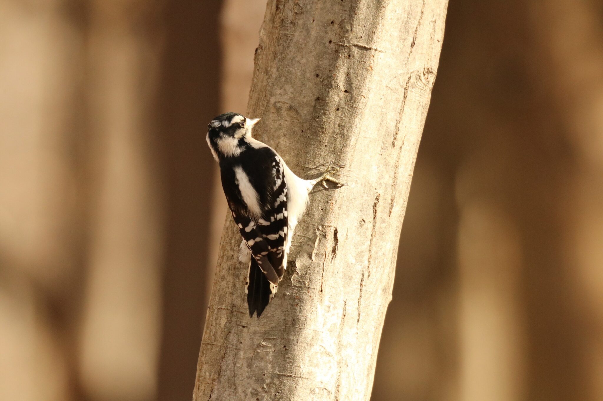 Downy Woodpecker | Great Bird Pics