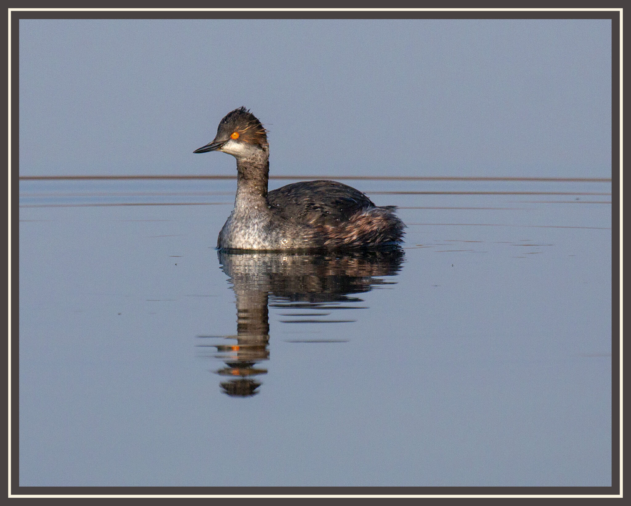 Eared Grebe | Great Bird Pics