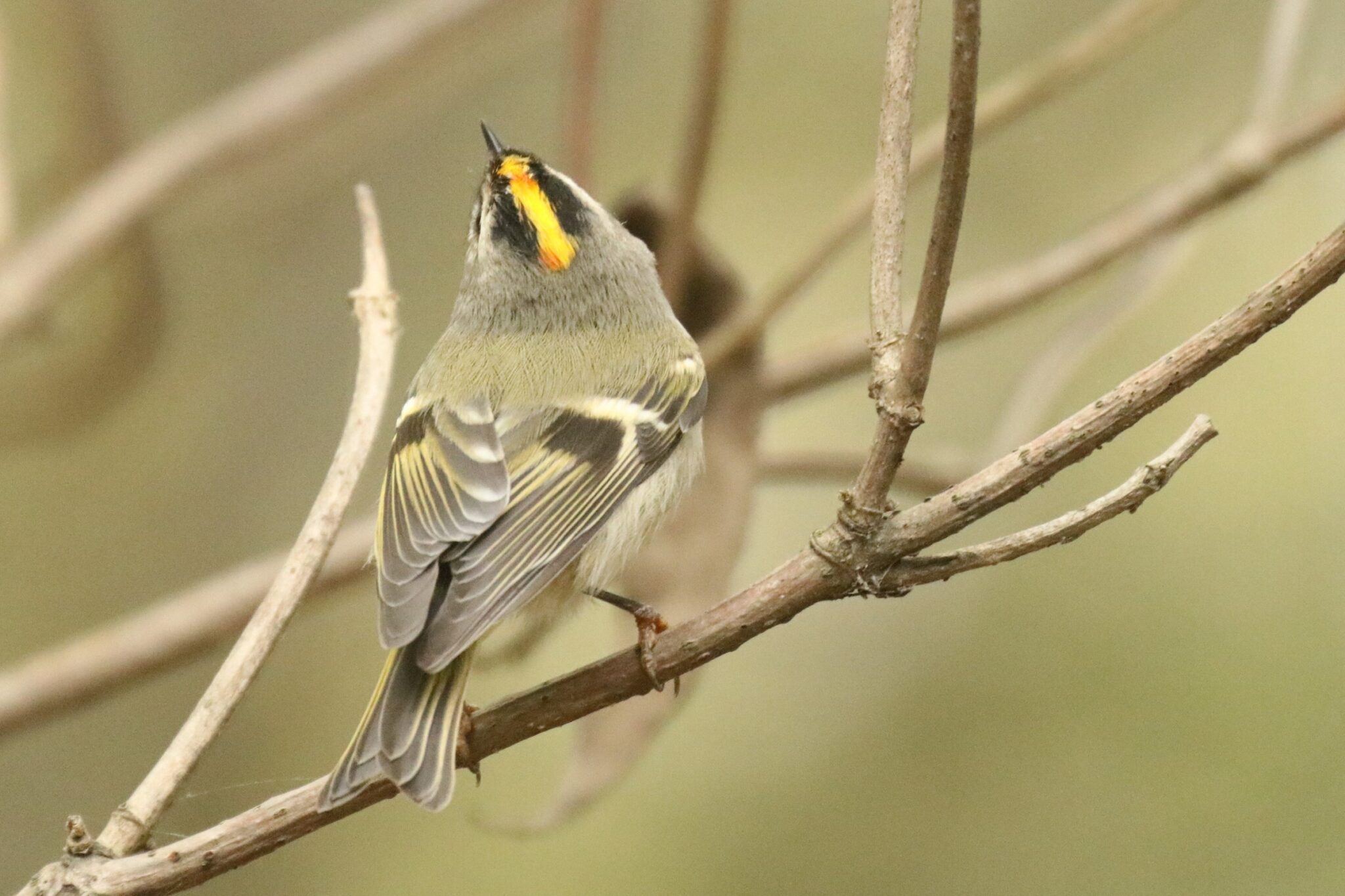 Golden-crowned Kinglet | Great Bird Pics