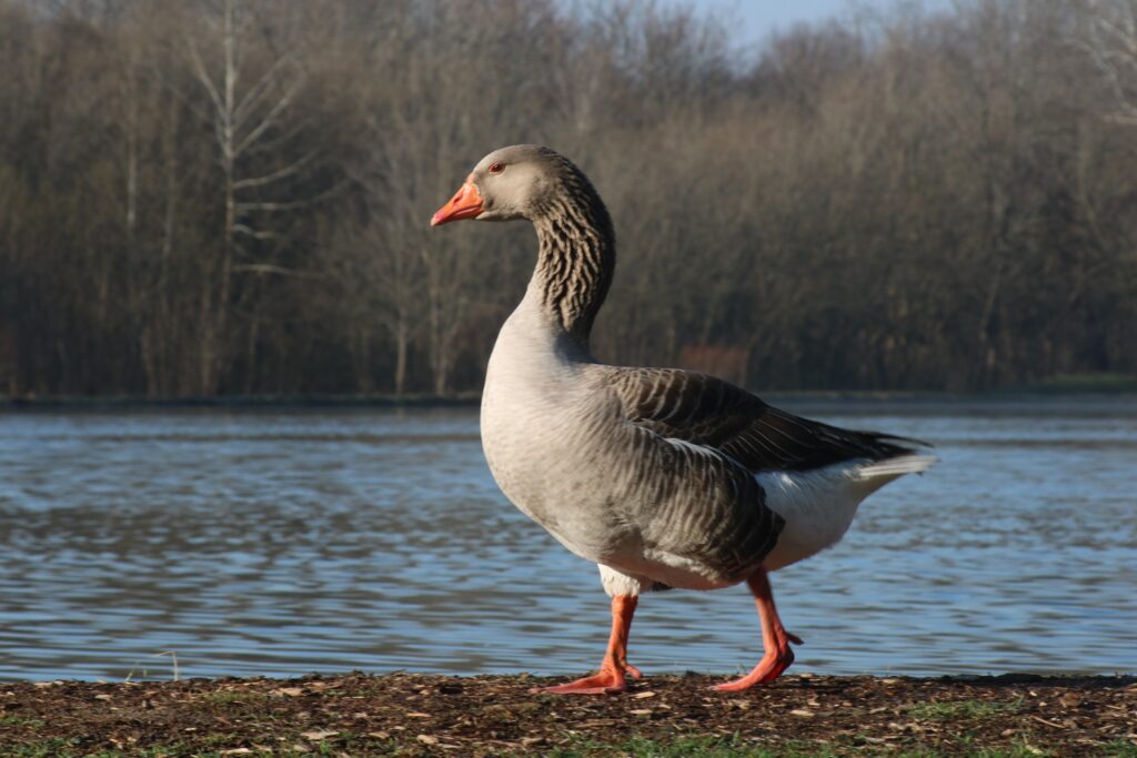 Graylag Goose | Great Bird Pics
