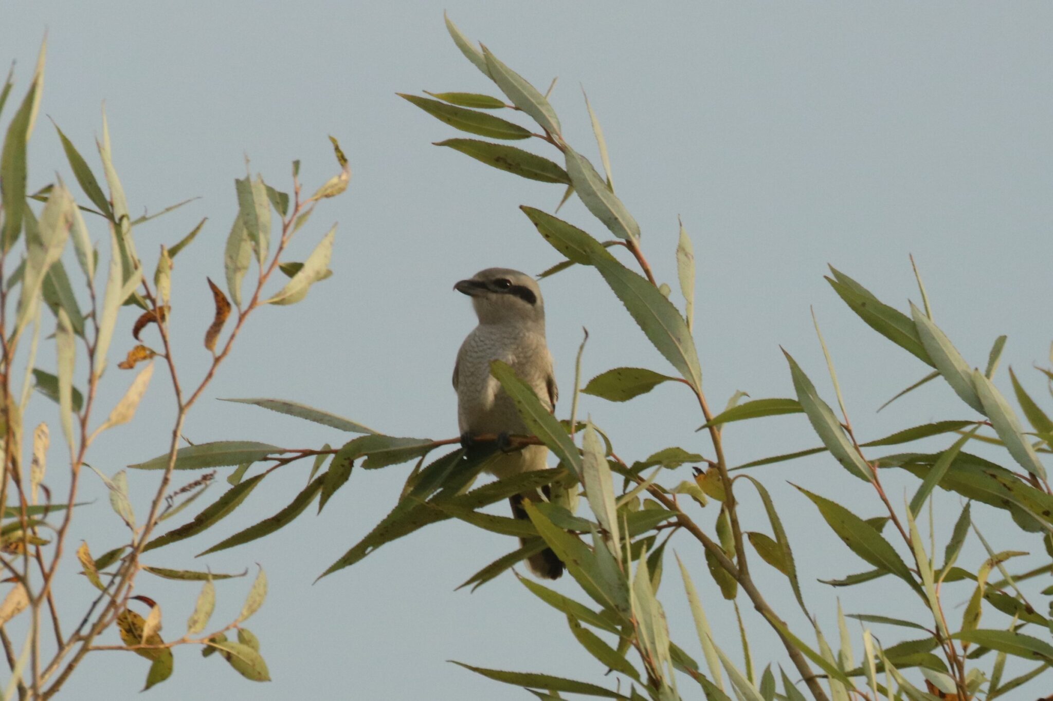 Northern Shrike Bird