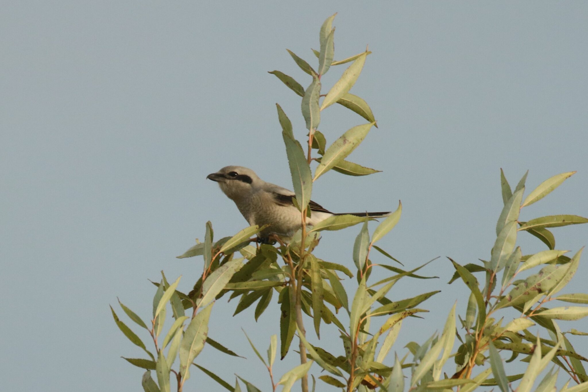 Northern Shrike Bird