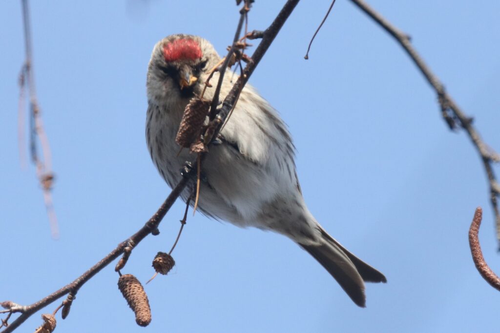 Common Redpoll | Great Bird Pics