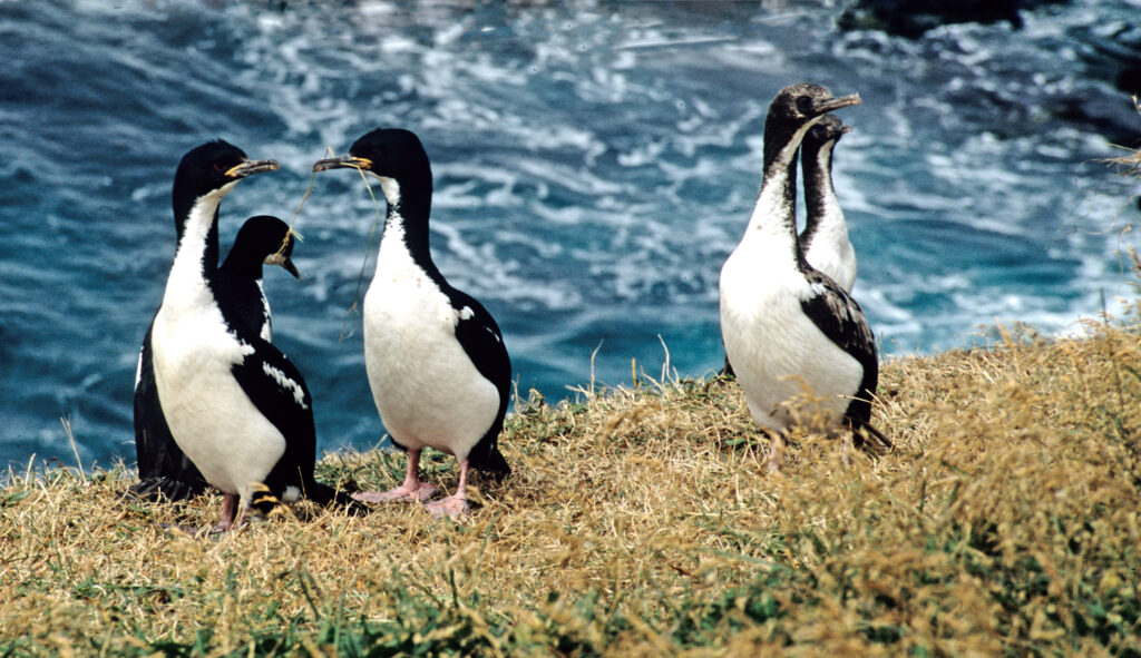 Auckland Island Shags | Great Bird Pics