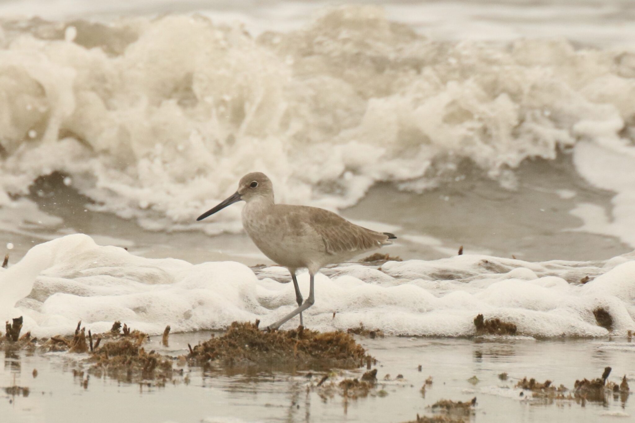 Willet | Great Bird Pics