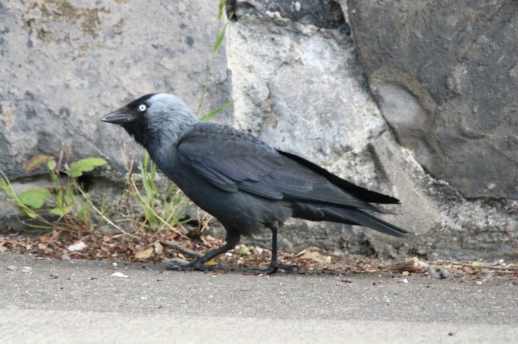 Eurasian Jackdaw | Great Bird Pics