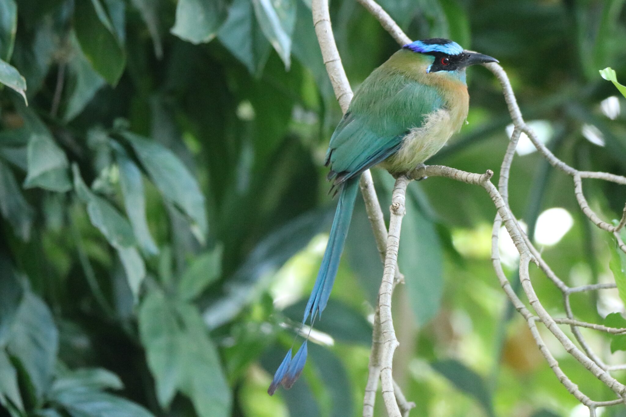 Lesson’s Motmot | Great Bird Pics