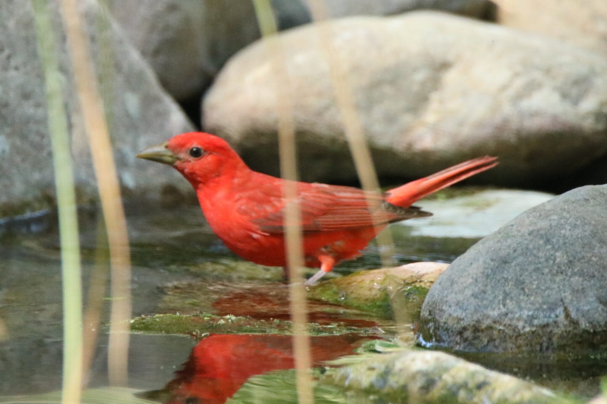 Summer Tanager | Great Bird Pics