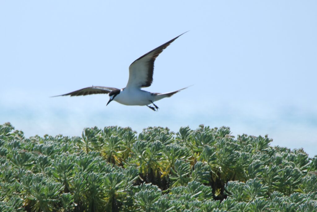Sooty Tern | Great Bird Pics