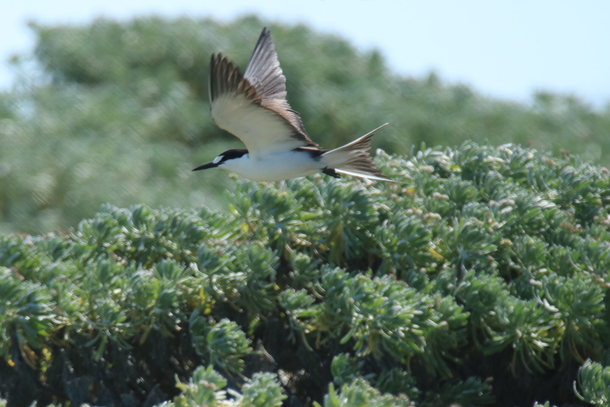 Sooty Tern | Great Bird Pics