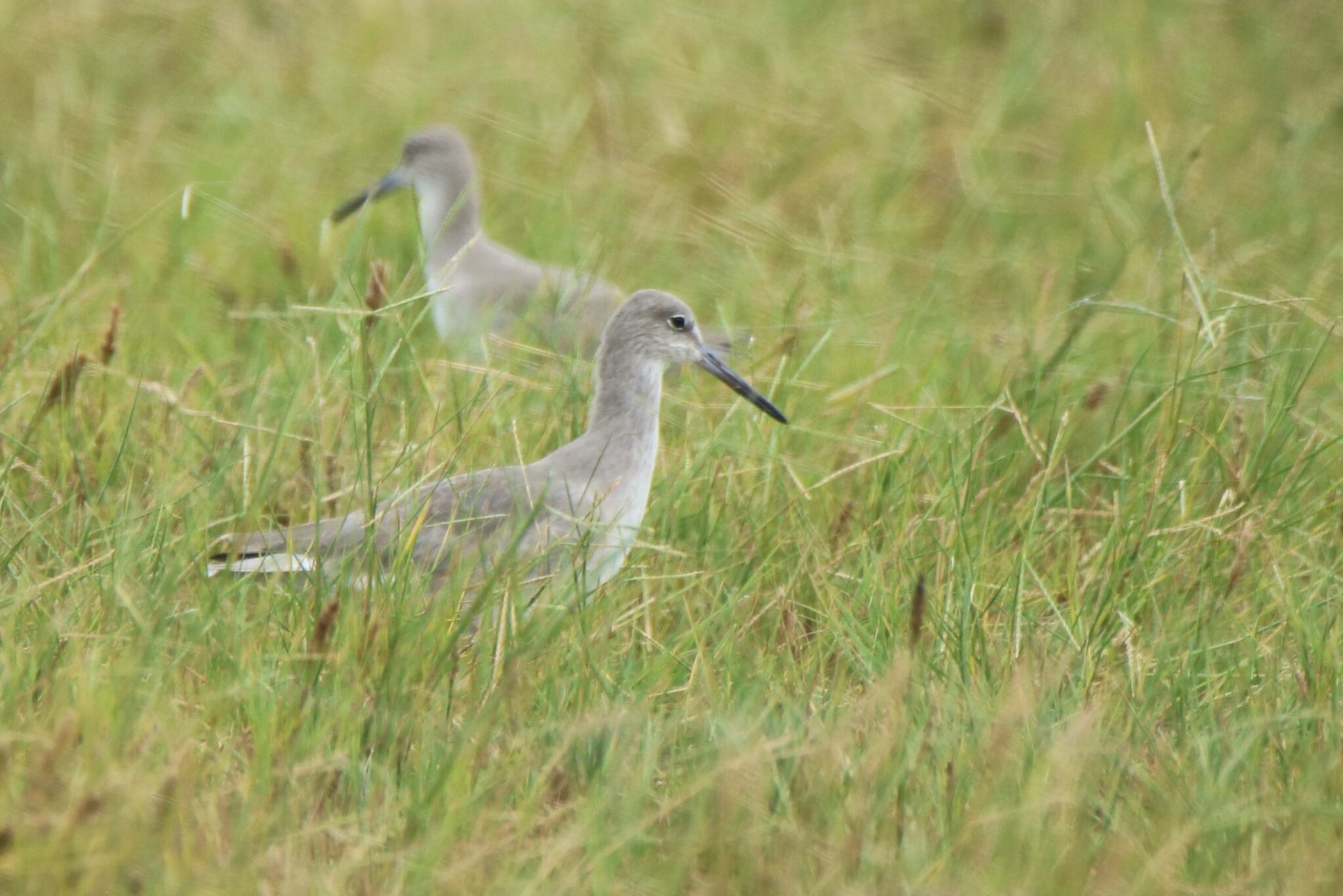 Willets | Great Bird Pics