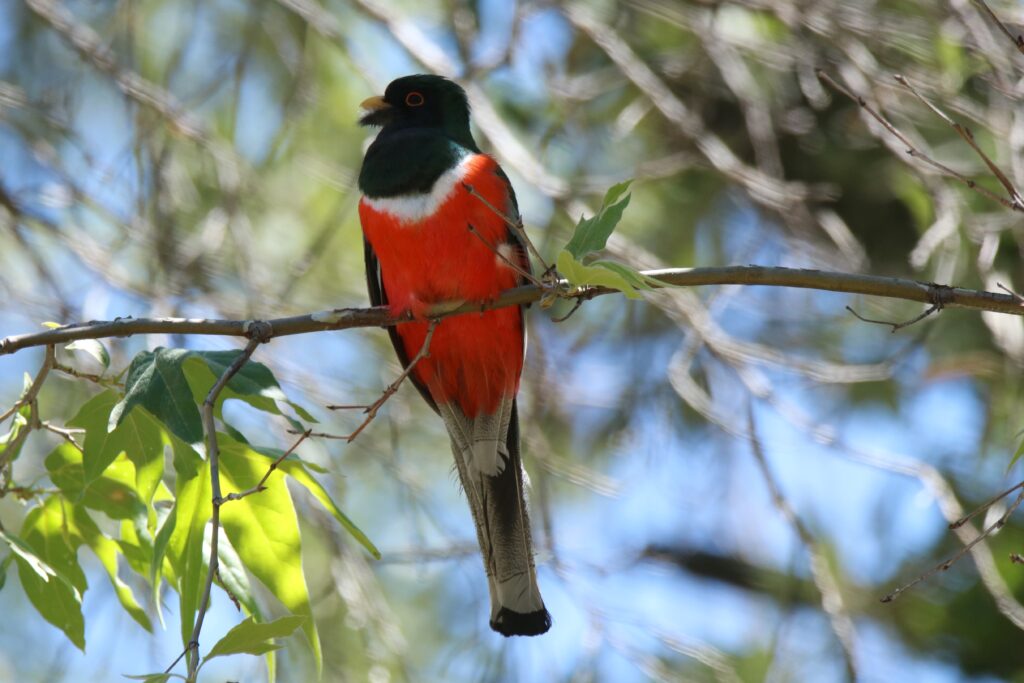 Elegant Trogan | Great Bird Pics