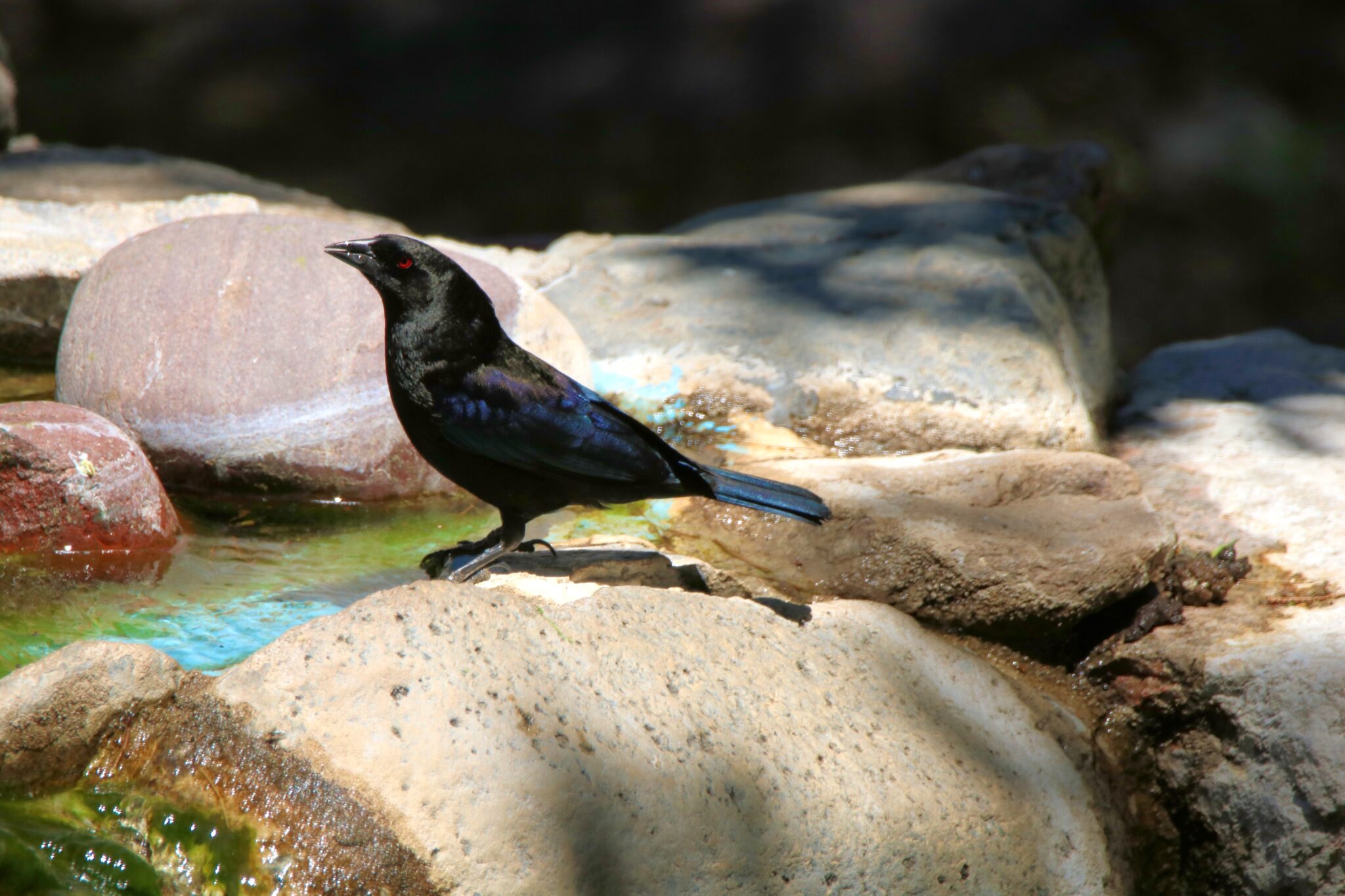 Bronzed Cowbird | Great Bird Pics