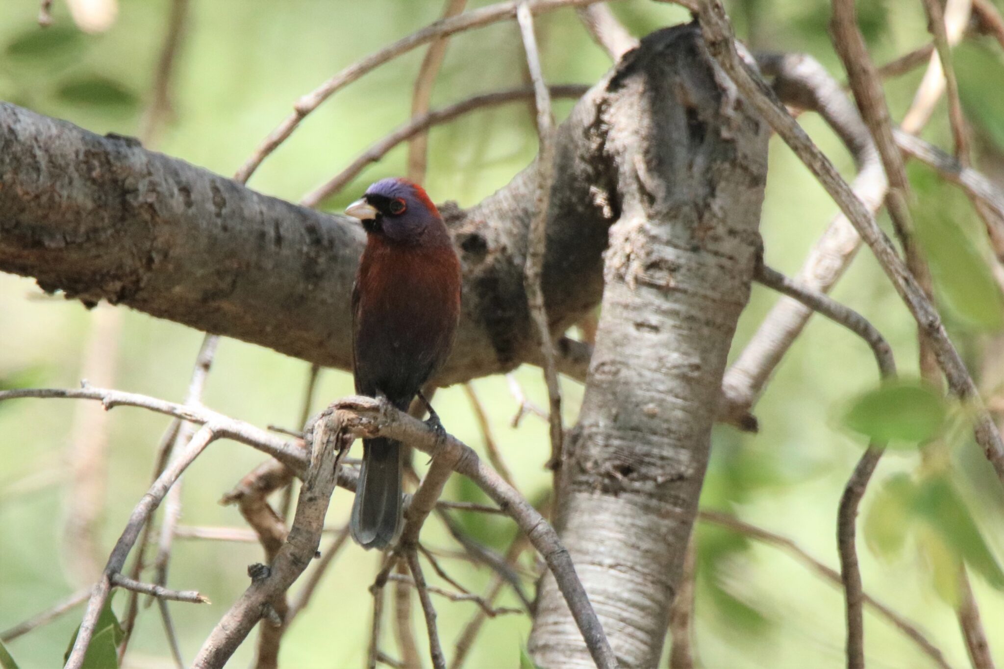 Varied Bunting | Great Bird Pics