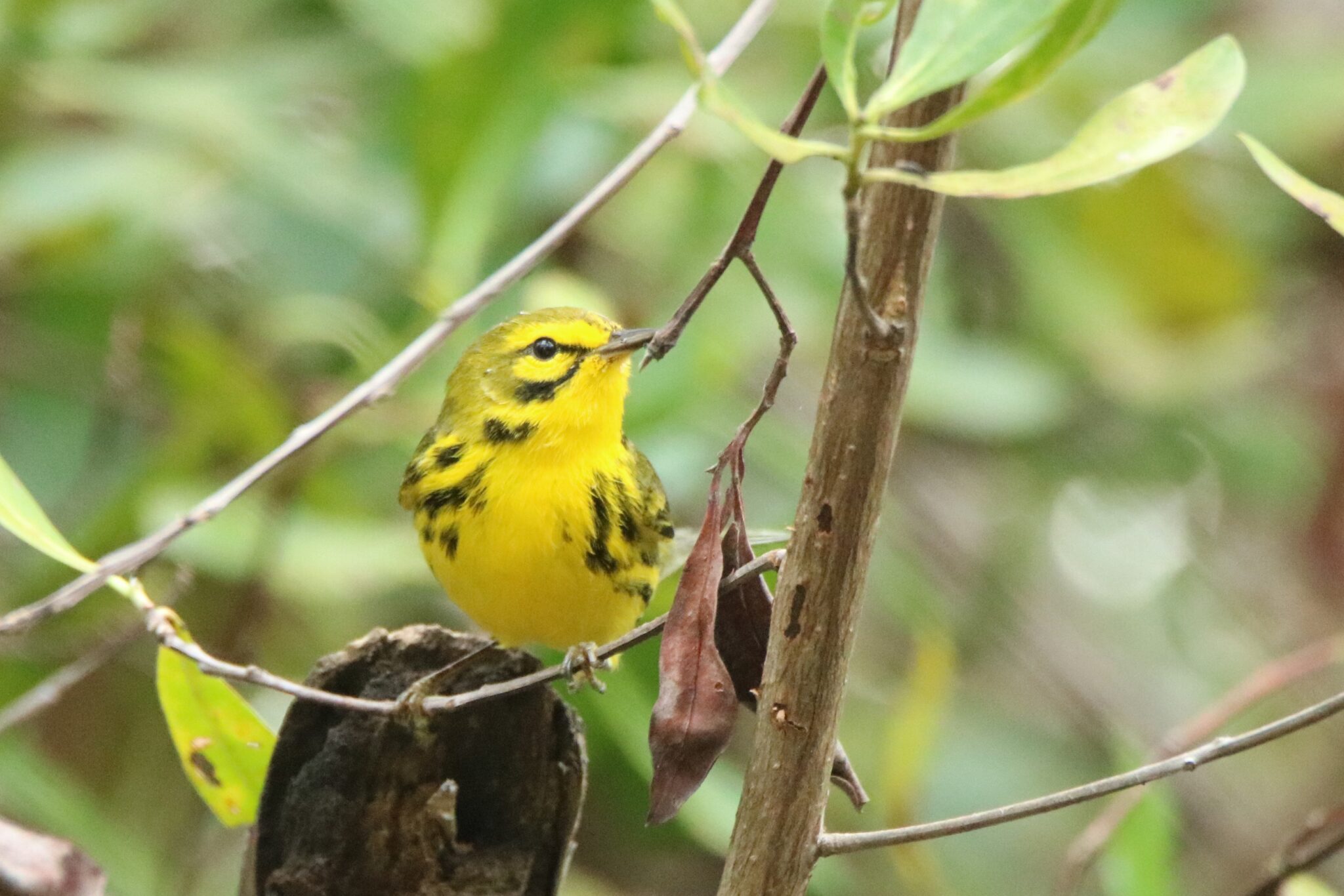 Prairie Warbler | Great Bird Pics