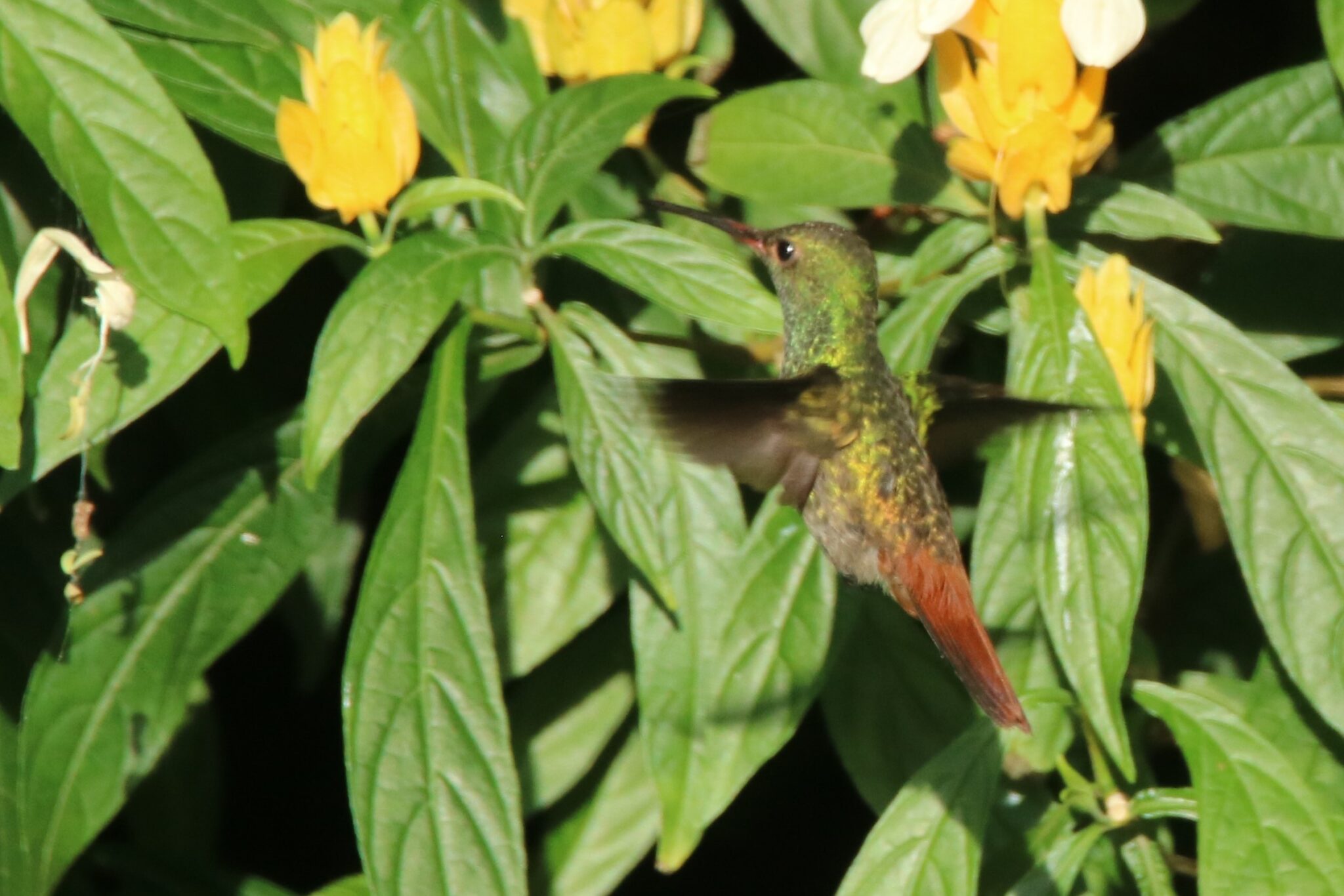 Rufous-tailed Hummingbird | Great Bird Pics