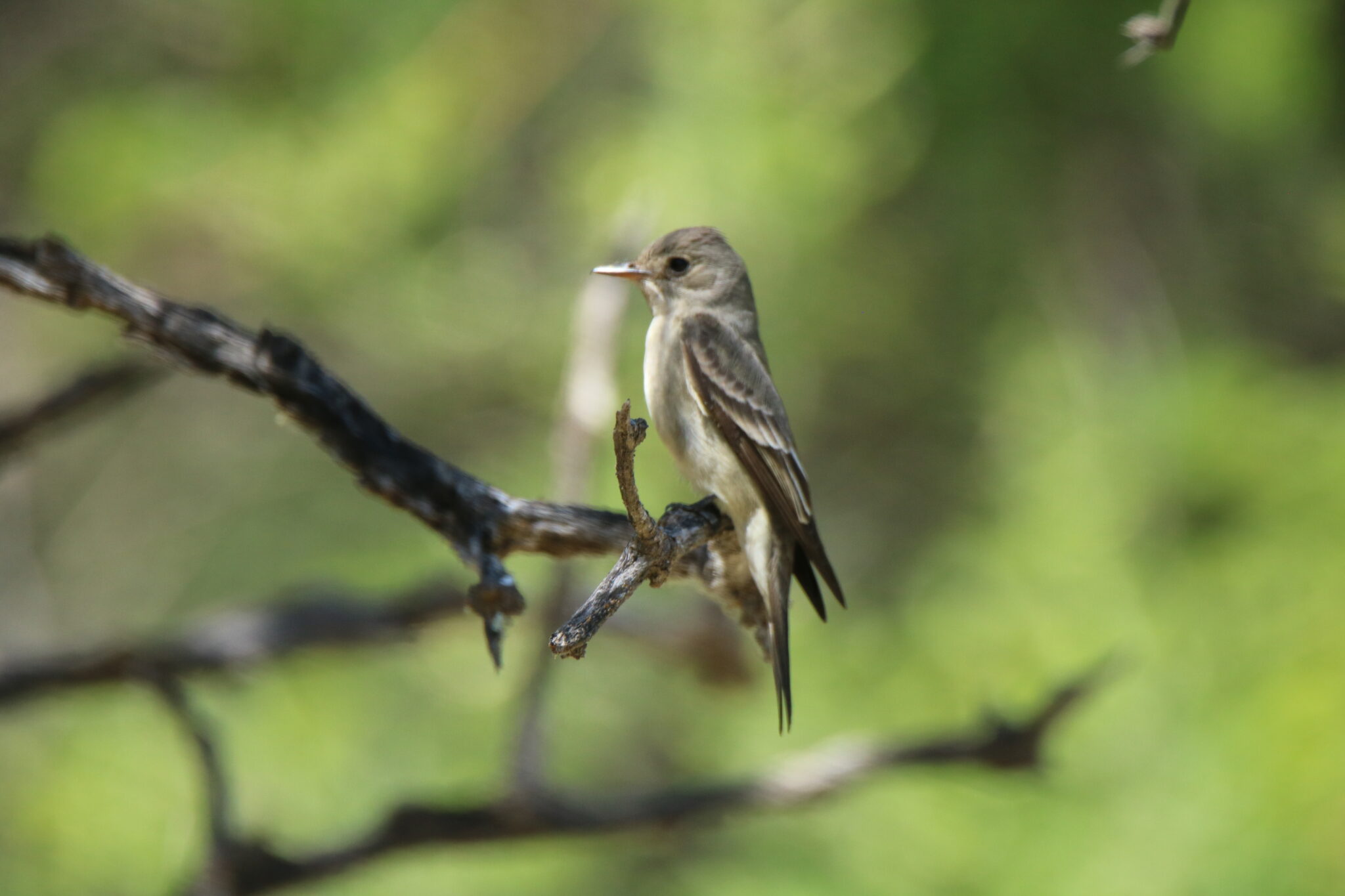 Western Wood-pewee | Great Bird Pics