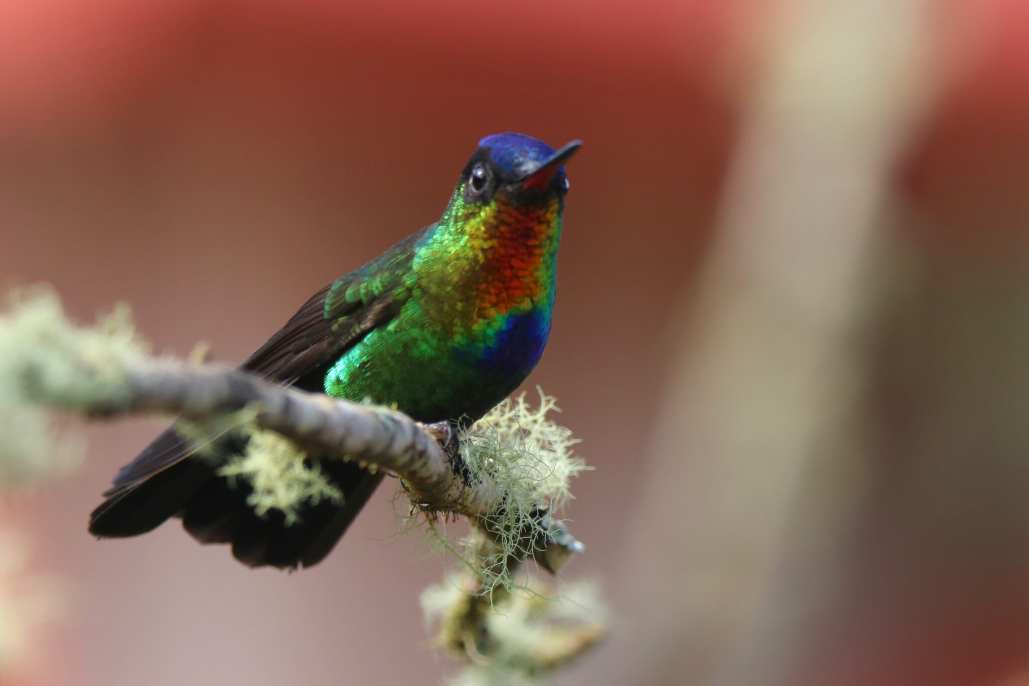 Fiery-throated Hummingbird | Great Bird Pics