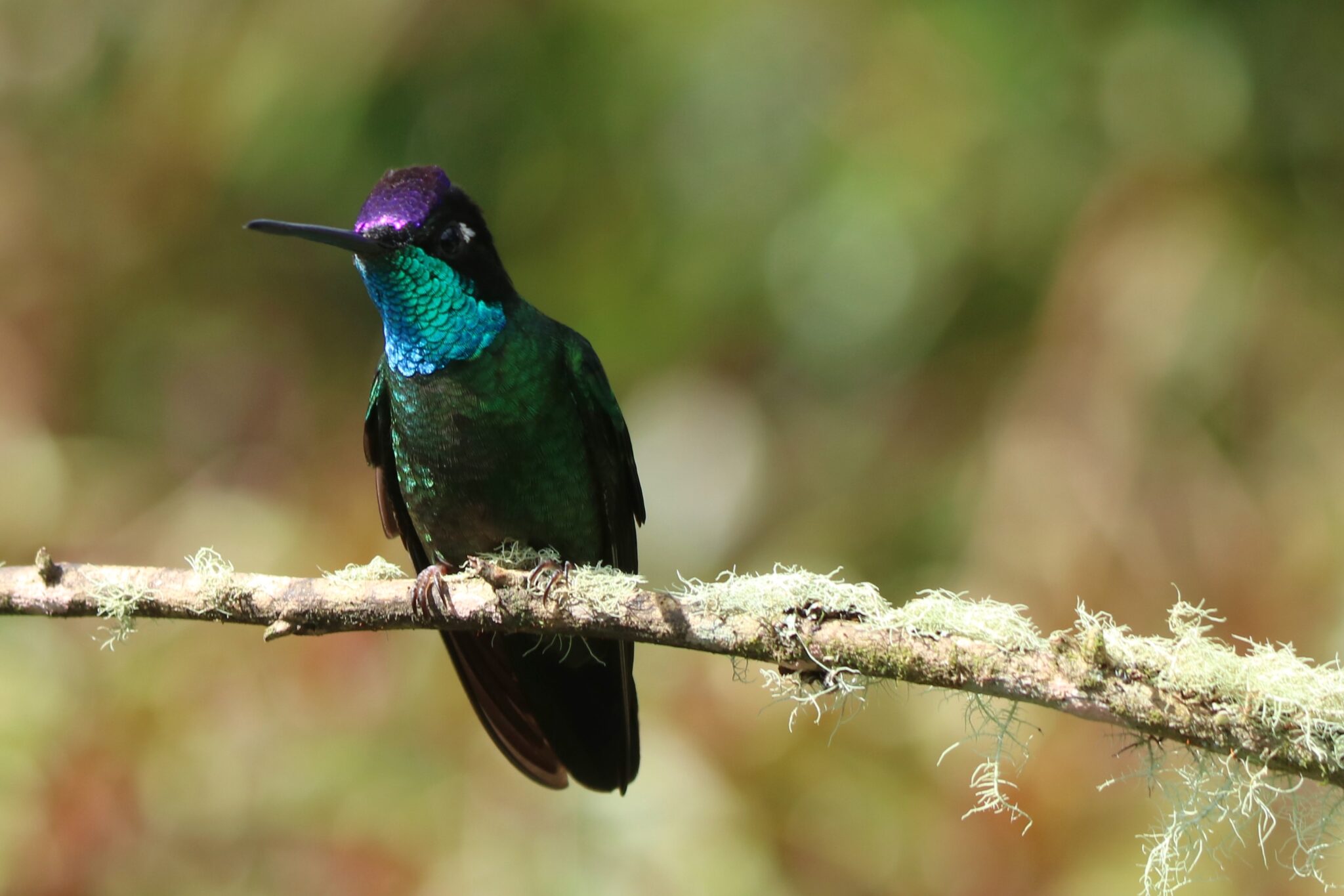 Talamanca Hummingbird | Great Bird Pics