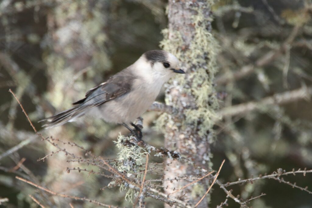 Canada Jay | Great Bird Pics