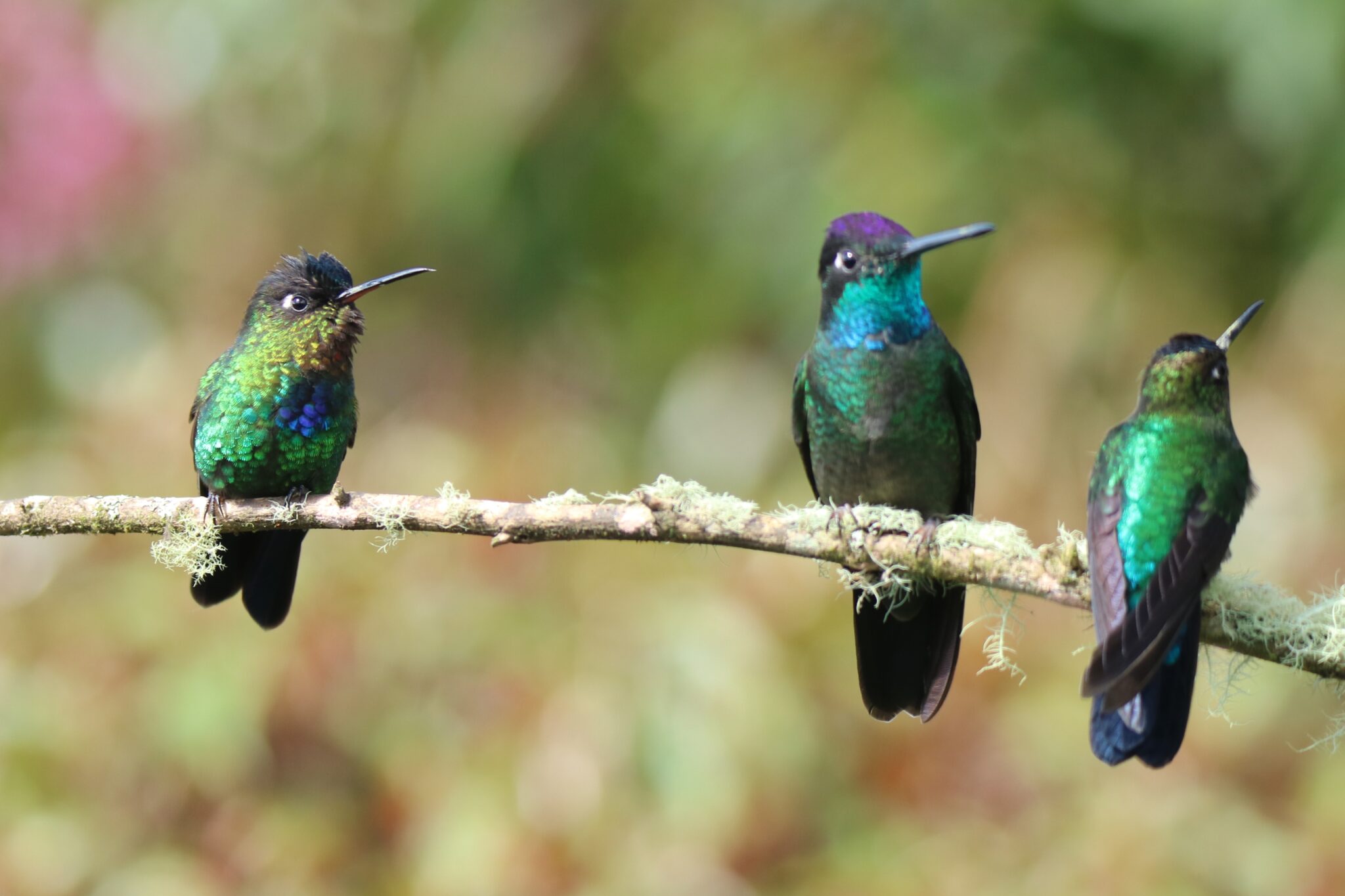Talamanca Hummingbird | Great Bird Pics