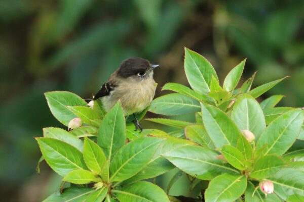 Black-capped Flycatcher | Great Bird Pics