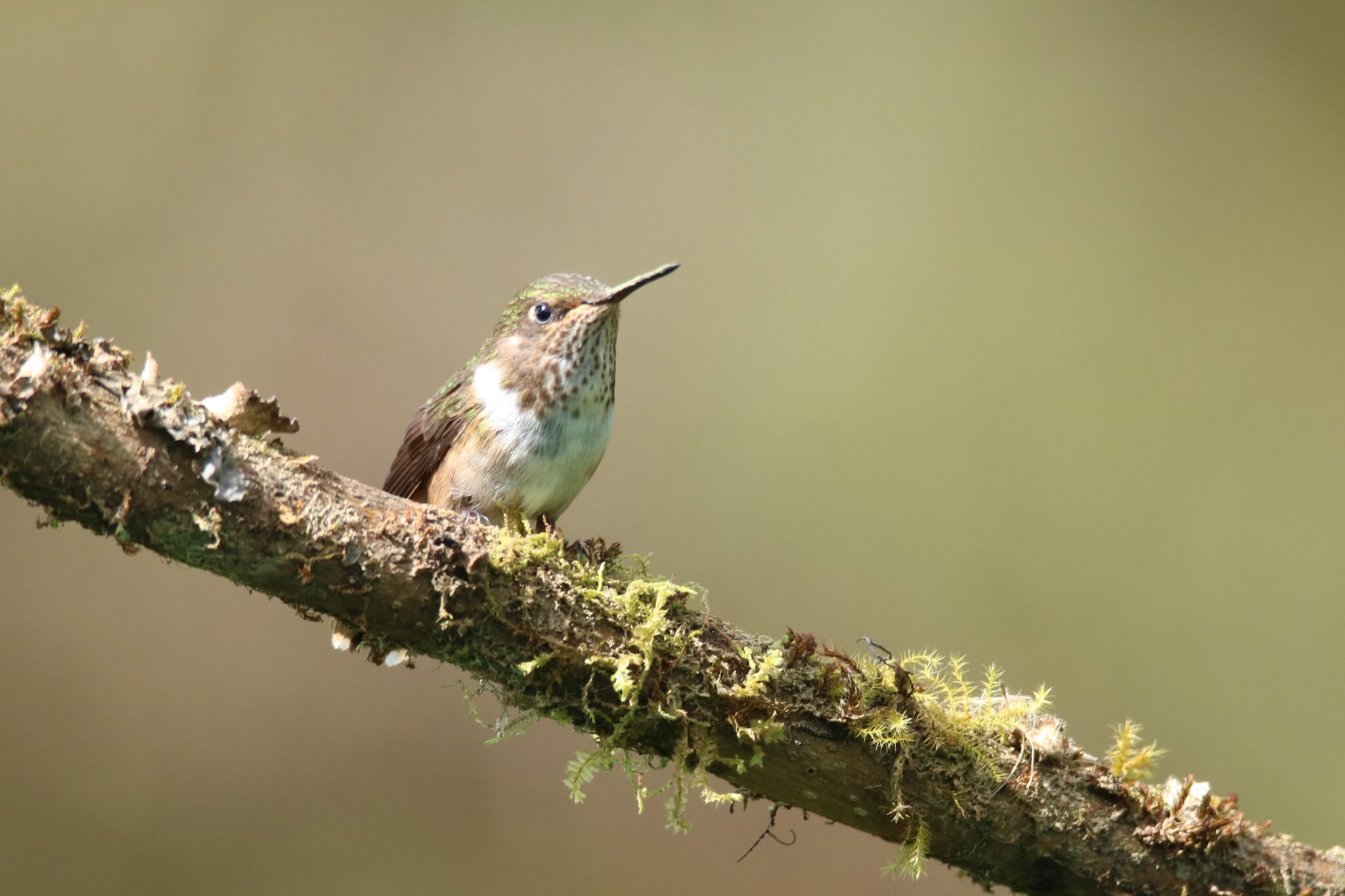 Volcano Hummingbird | Great Bird Pics
