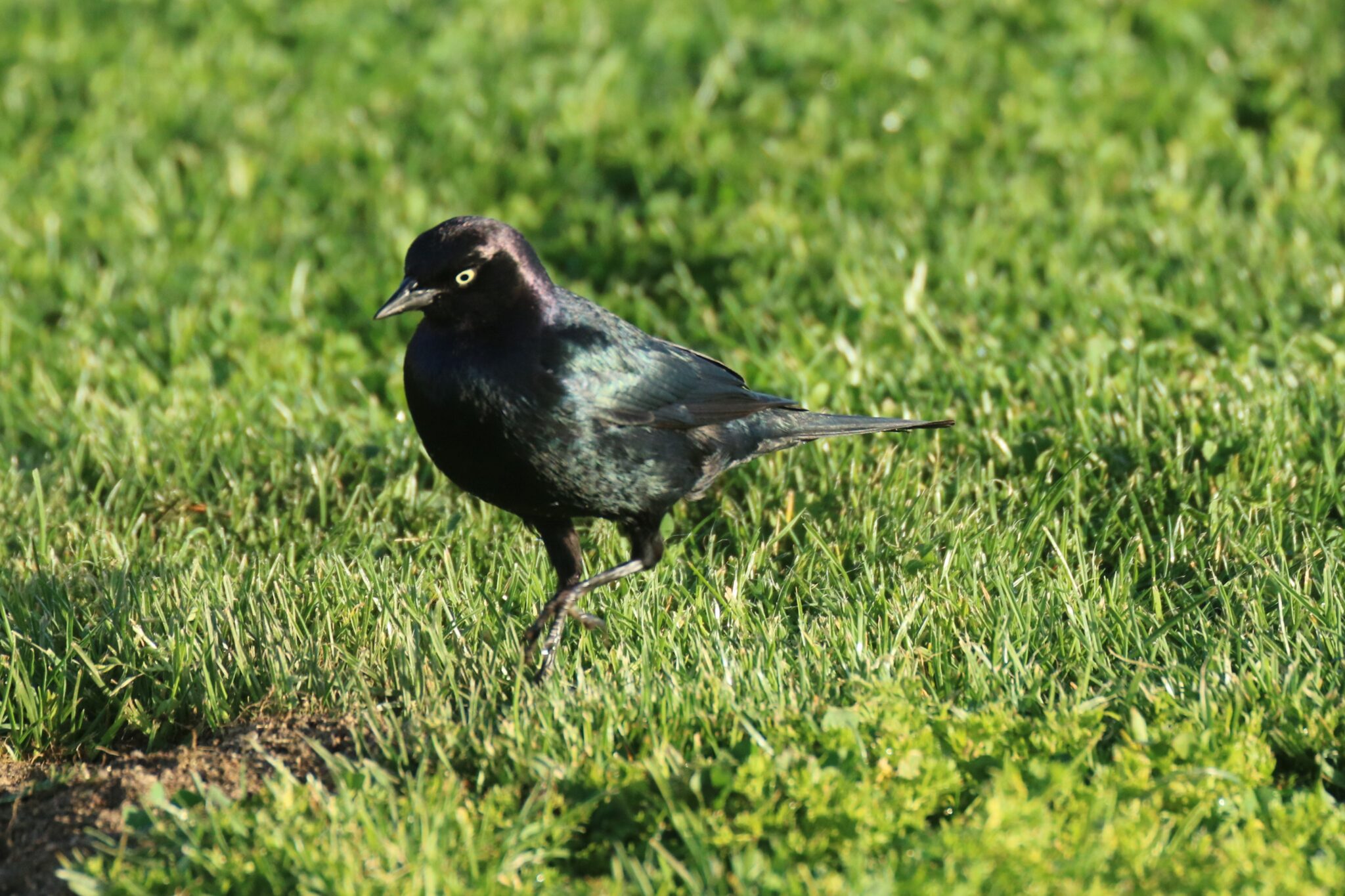 Brewer’s Blackboard | Great Bird Pics