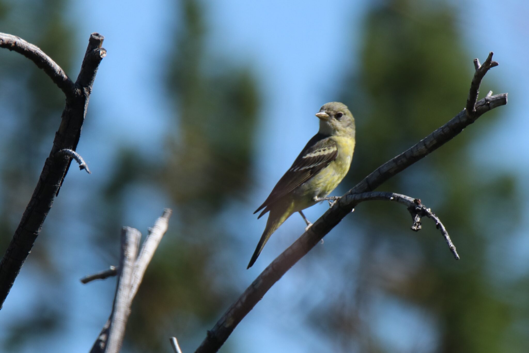 Western Tanager | Great Bird Pics