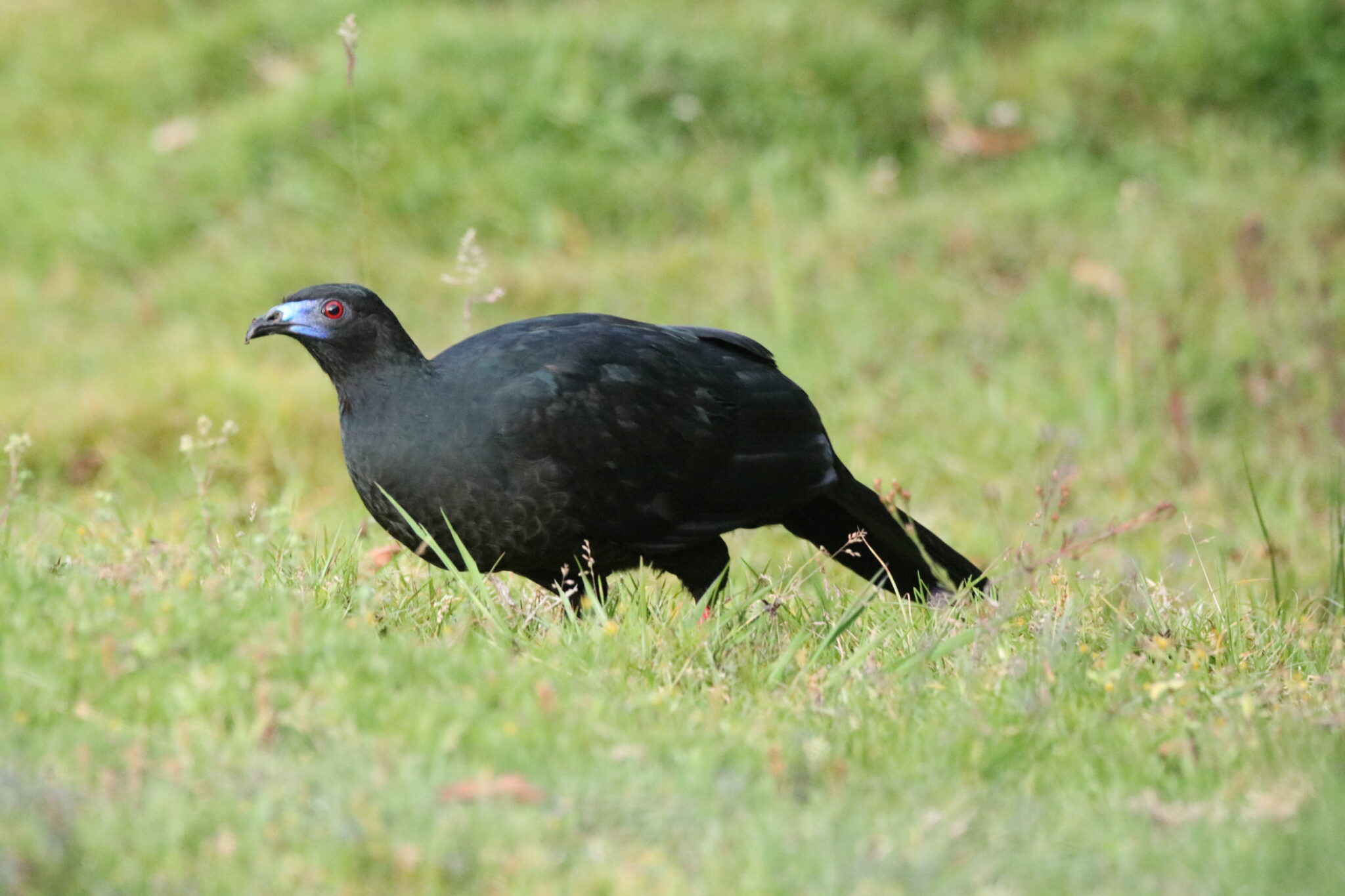 Black Guan | Great Bird Pics