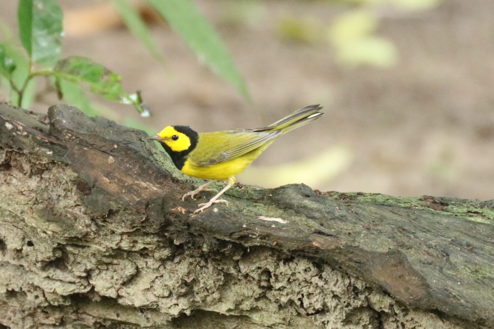 Hooded Warbler | Great Bird Pics